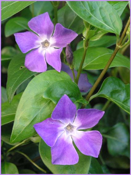 Periwinkle